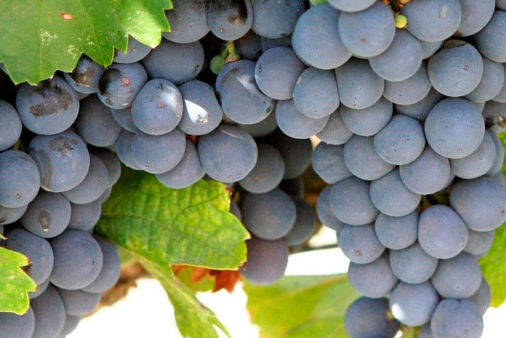 Carménère: Redescoberta Chilena para o mundo – Chile a La Carte